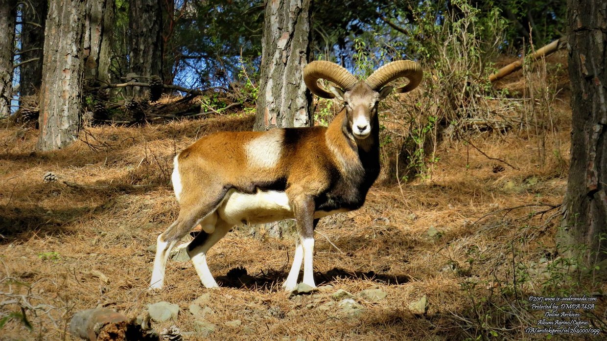Agrino Cyprus Mouflon, Cyprus – Travel Blog | TravelGumbo